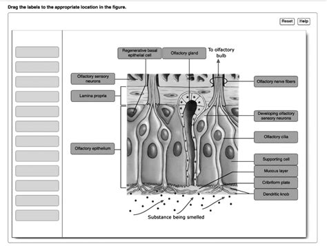 Solved Drag The Labels To The Appropriate Location In The Figure Reset