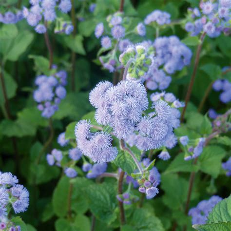 Buy Ageratum Bouquet Blue By Kings Seeds Nz Online Kings Seeds Nz