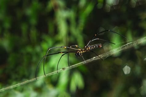 Spider Arachnid Cobweb Free Photo On Pixabay Pixabay