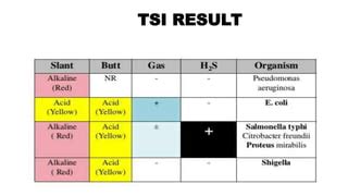 Tsi Media It S Interpretation PDF