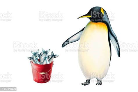 물고기로 가득 찬 빨간 양동이를 가진 수채화 킹 펭귄 디자이너 장식 엽서 포장지 스크랩북 표지 및 로고 초대장 포스터 및 직물 강철에 대한 스톡 벡터 아트 및 기타 이미지