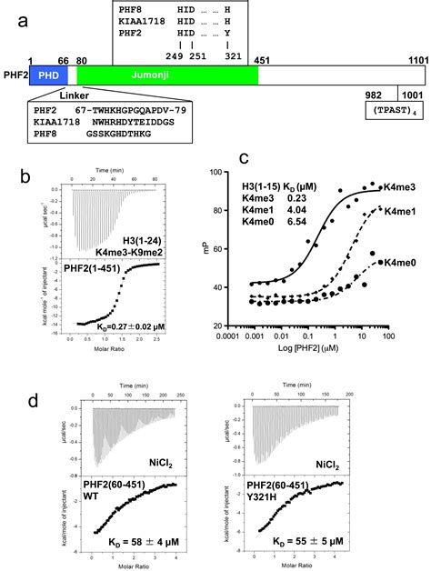 Structural Basis For Human Phf2 Jumonji Domain Interaction With Metal Ions Abstract Europe Pmc