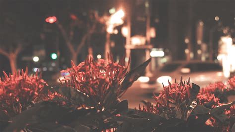 夜色撩人 哔哩哔哩