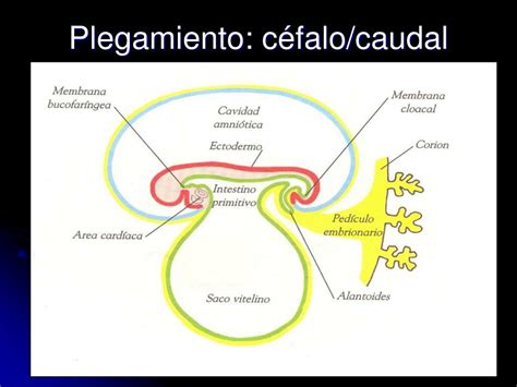 Ppt Cátedra De Embriología Powerpoint Presentation Free Download