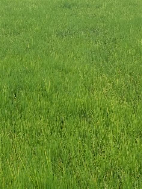 Grass Rliminalspace