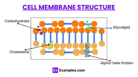 Cell Membrane Definition Structure Functions