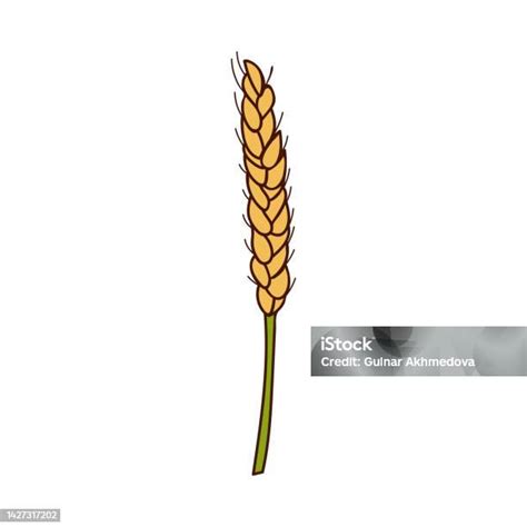 벡터에 밀 다채로운 낙서 일러스트레이션 벡터에 밀 다채로운 아이콘 보리 다채로운 낙서 일러스트 레이 션을 벡터로 만듭니다 건강한 식생활에 대한 스톡 벡터 아트 및 기타