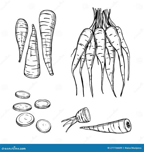 Sketch Parsnip Root With Twigs Coloring Book Cartoon Illustration Isolated Object On White Sketch Parsnip Root With Twigs Coloring Book Cartoon Illustration Isolated Object On White