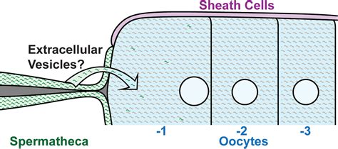 Spatial Single Cell Sequencing Of Meiosis I Arrested Oocytes Indicates Acquisition Of Maternal
