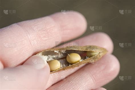 摘豆荚时