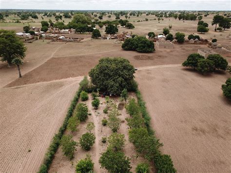 Essential Ways Trees Help Our Planet Trees For The Future