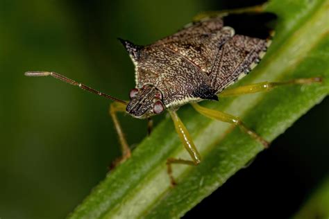 Premium Photo Adult Predatory Stink Bug Of The Species Podisus