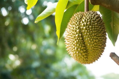 Premium Photo Durian