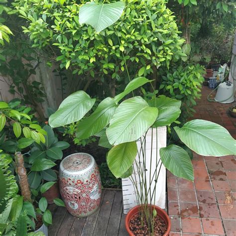 Thaumatococcus Calathea Furniture And Home Living Gardening Plants