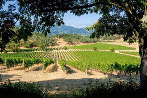 Perfect Day Trip To Napa Valley Itinerary For Wine Lovers