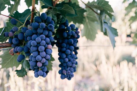 Accurate Forecasting Acting GM