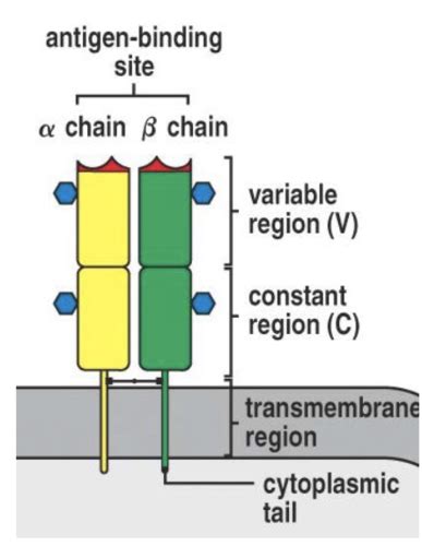 Signal Transduction Flashcards Quizlet