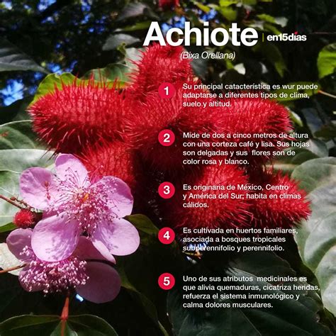 El Achiote Espinoso Y Medicinal