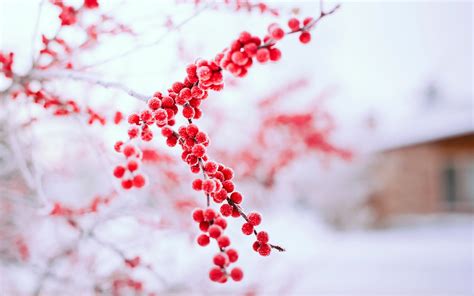 Berries Red Branch Tree Winter Nature Wallpaper 1680x1050 29477