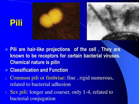 Ppt Bacterial Morphology And Structure Powerpoint Presentation Id 26933