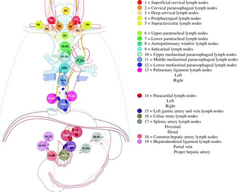 Extent And Boundaries Of Lymph Node Stations During Minimally Invasive… Sofie Henckens