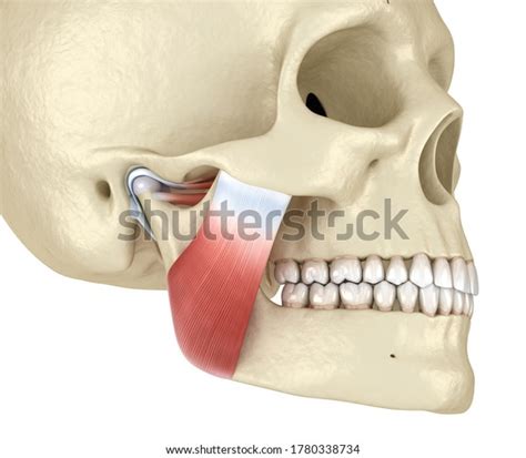 Tmj The Temporomandibular Joints And Muscles Medically Accurate 3d