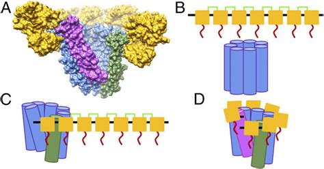 A Model For How The Putative Heptameric Ssdna Gp32 Uvsy Ternary Complex