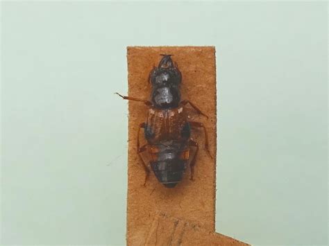 アカバオオキバハネカクシ Oxyporus maculiventris SHARP 島根大学標本資料類データベース