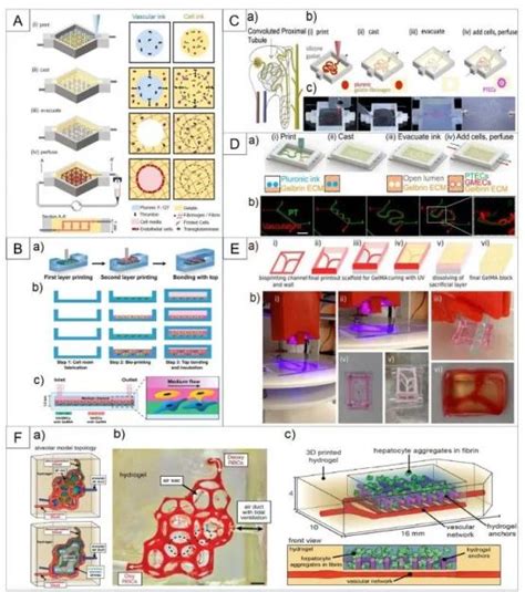 太火了！“器官芯片”领域又一篇ahm综述 康沃先进制造
