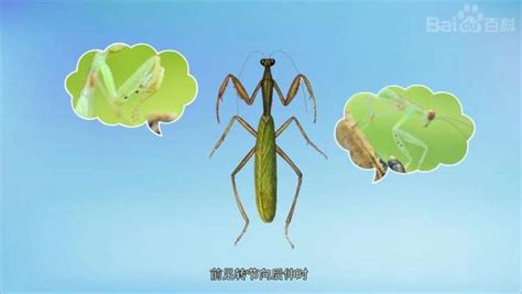 原来勇斧螳螂长这样 科技 科普 好看视频