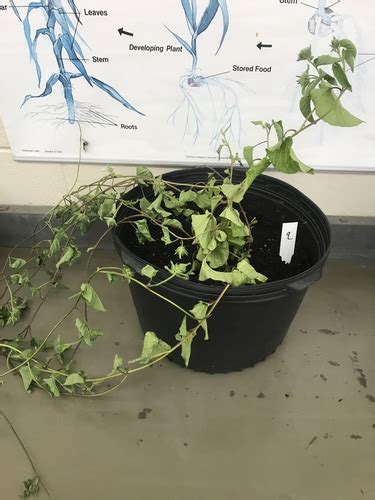 Lab Quiz Weed ID Flashcards Quizlet