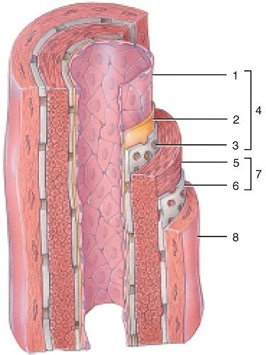 Lab Blood Pre Lab Flashcards Quizlet