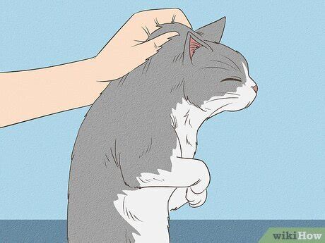 How To Restrain A Cat Expert Tips For Safe Handling Cats