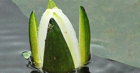 비 한 방울과 수련 꽃봉오리