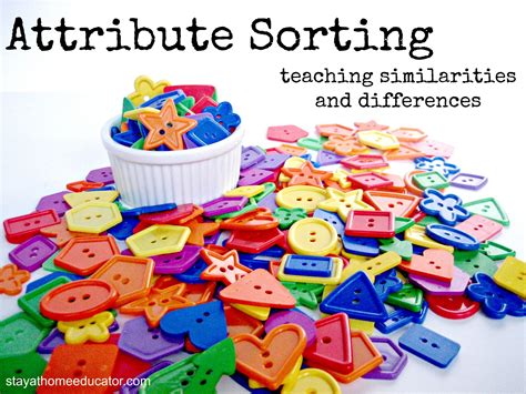 Attribute Sorting Activities For Prebabeers Stay At Home Educator