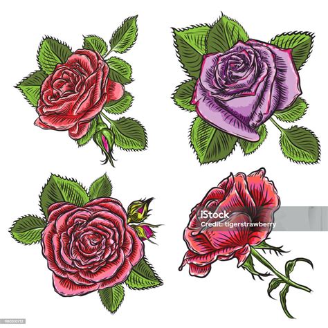 빈티지 꽃 상세한 손으로 그린 장미 잎 세트와 함께 빅토리아 개념 문신 꽃 디자인 요소 컬렉션입니다 부케 예술입니다 흰색 배경에 고립 벡터입니다 그림 그리기에 대한 스톡
