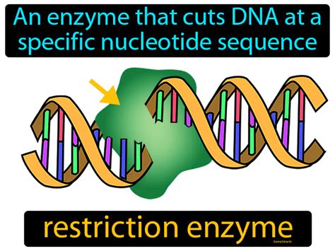 Restriction Enzyme Definition And Image Radience