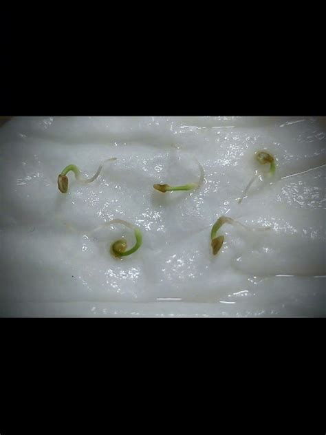 발아시킨 칠리고추 씨앗 식물 Youtube