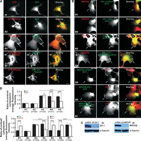 Zo 1 Anchors Mrck B At The Leading Edge Of Migrating Cells A When Download Scientific