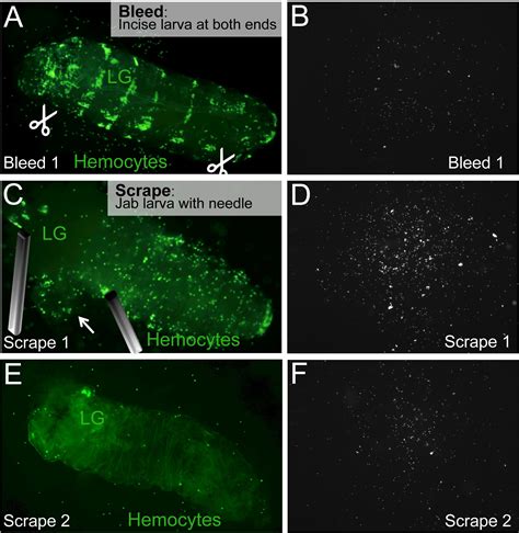 Assaying Blood Cell Populations Of The Drosophila Melanogaster Larva