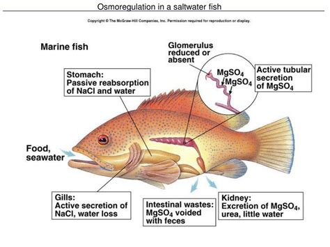 Ppt Homeostasis Powerpoint Presentation Free Download Id 293848