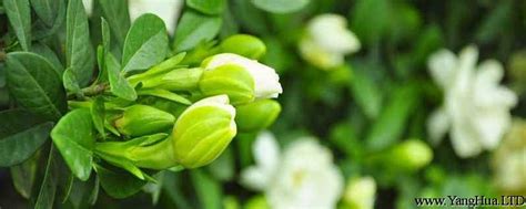 梔子花葉子乾枯怎麼辦 養花網