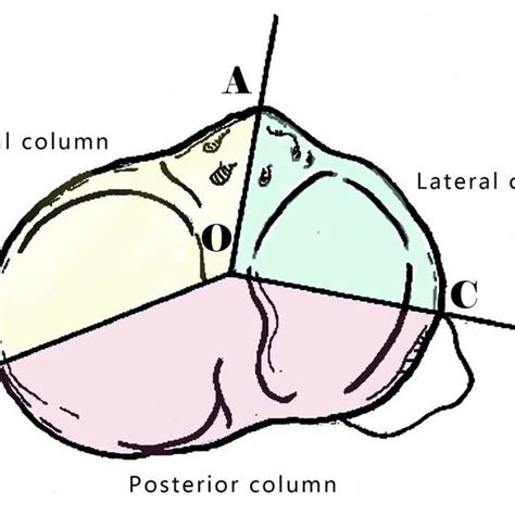 Ultrasound Scan Of Ipack Block With Spread Of Local Anaesthetic S Download Scientific