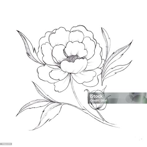 Ilustración De Flor Peonía Blanco Y Negro Y Más Vectores Libres De