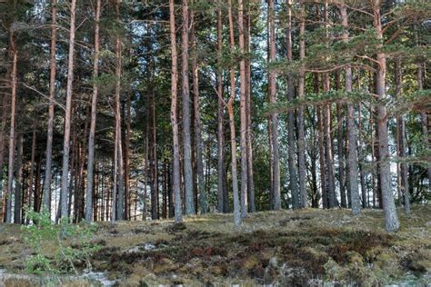 Naked Pine Tree Forest Before Winter Stock Photo Image Of Park Wood