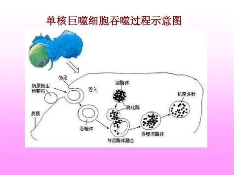 实验七、小白鼠腹腔巨噬细胞吞噬现象的观察 Word文档在线阅读与下载 无忧文档