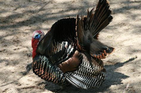 칠면조 새 자연 Pixabay의 무료 사진 Pixabay