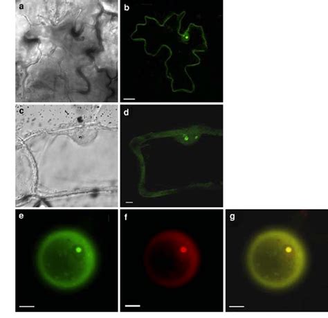 Nucleolus Localization Of B Localization Of The B Protein Fused At Its Download Scientific