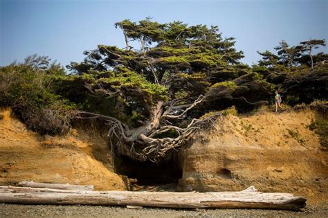 Commonly Referred To As The Tree Of Life Or The Tree Root Cave This Miracle Of Mother