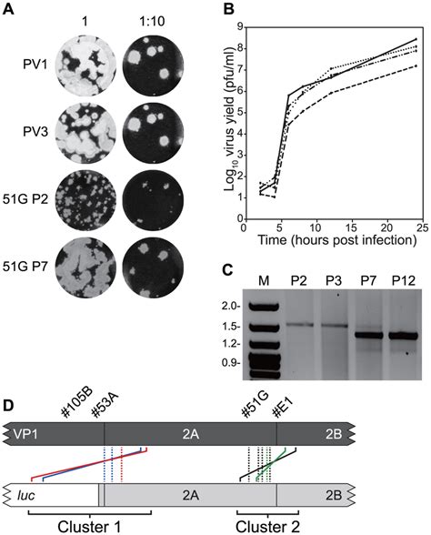 Serial Passage Of Recombinants With Imprecise Junctions Generate